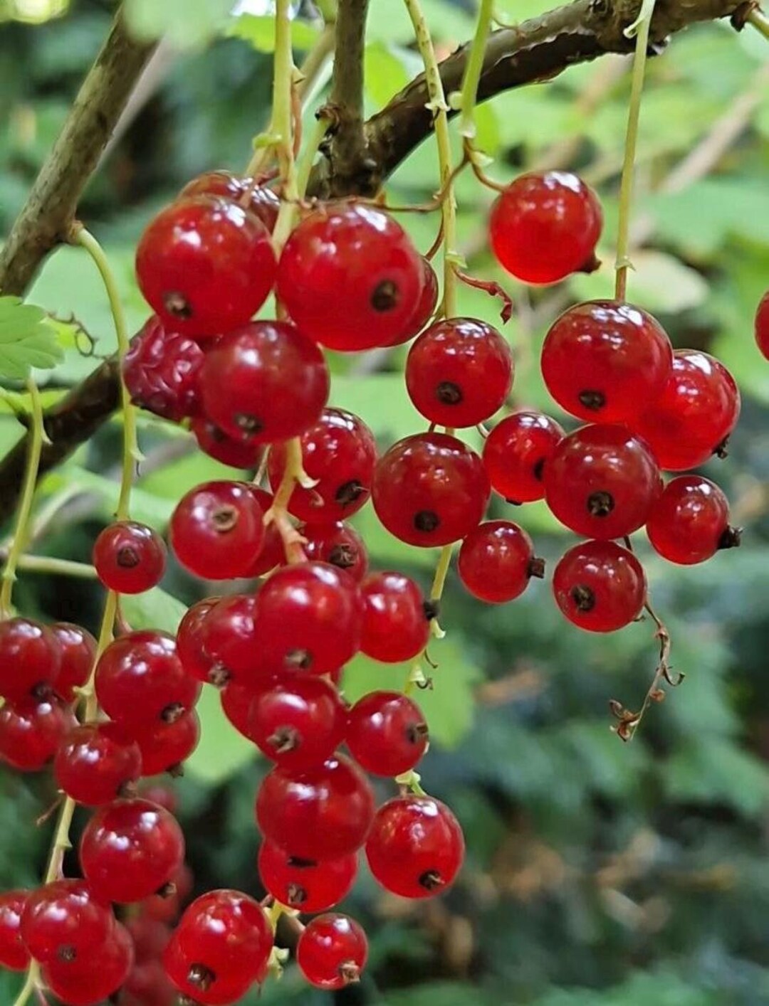 Red Currant Seeds Ribes Rubrum Redcurrant Seeds Fruit Jams Fruit ...