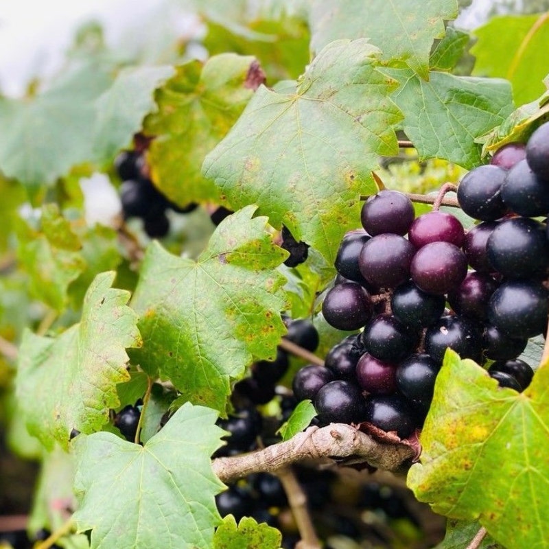 Muscadine - Etsy