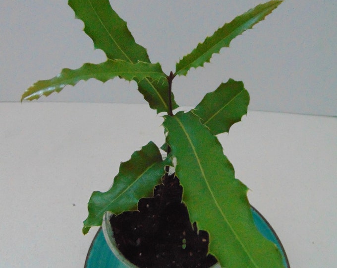 Macadamia Nut Tree 'cate' Seedling very Rich, Buttery Flavor - Etsy