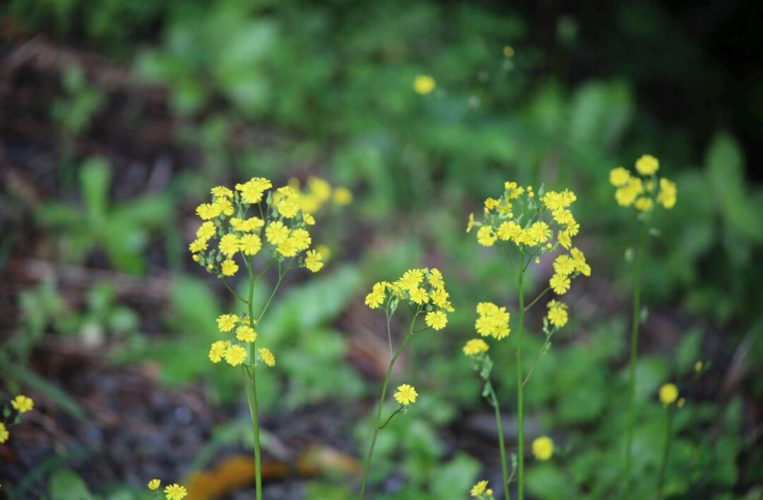 30+ Oriental False Hawksbeard Seeds Edible Plant Seeds Survival Plant ...