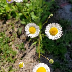 50+ Oakleaf Fleabane Seeds Pollinator Plant Seeds Perennial Wildflower ...