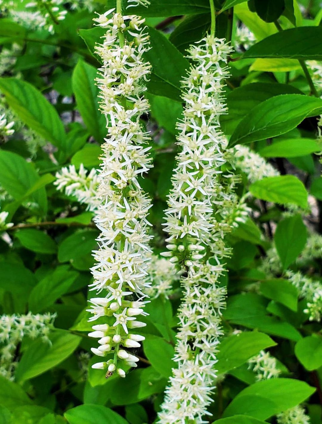 25+ Virginia Sweetspire Seeds Fragrant Flower Seeds Aromatic Flower ...