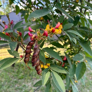 60+ Pigeon Pea Seeds Perennial Plant Seeds Perennial Shrub Seeds ...