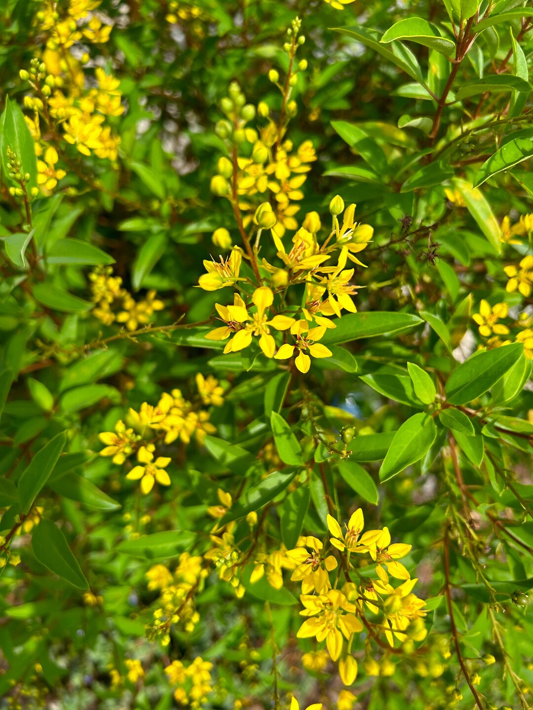 Golden Thryallis Live Plant Shrub Yellow Flower Perennial Gift for Gardener Flower Gardening ...