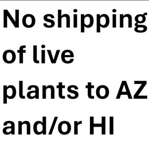 Rose of Sharon Two Live Plants Double Bloomer Flowering Ornamental ...