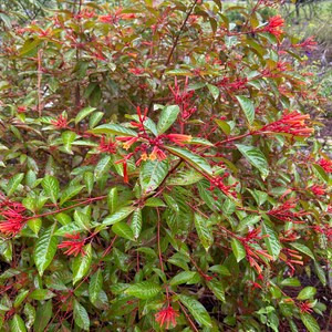 50+ Firebush Seeds Hummingbird Bush Seeds Perennial Shrub Seeds Hamelia ...