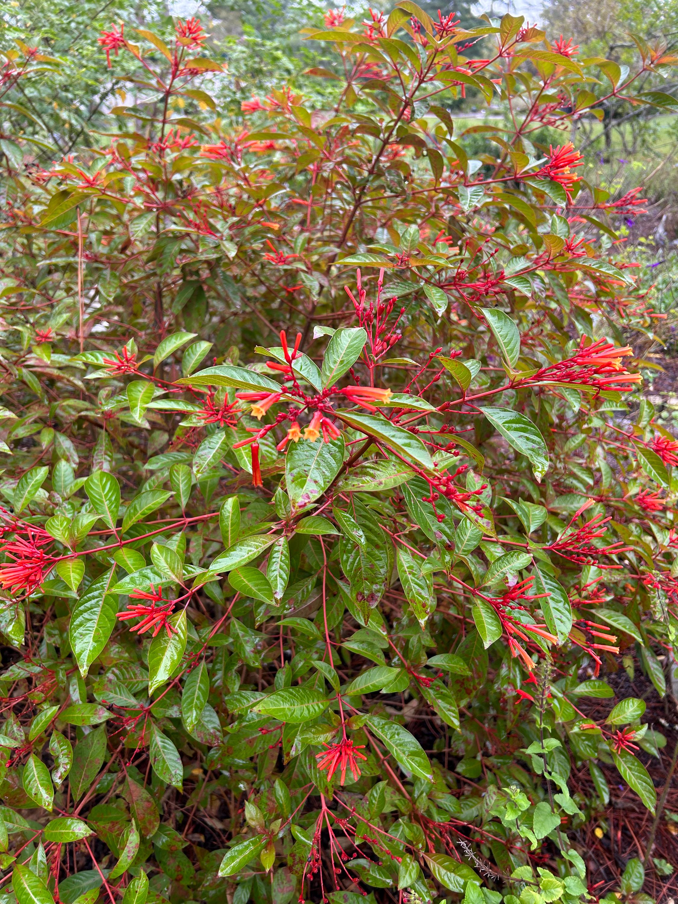 50+ Firebush Seeds Hummingbird Bush Seeds Perennial Shrub Seeds Hamelia ...