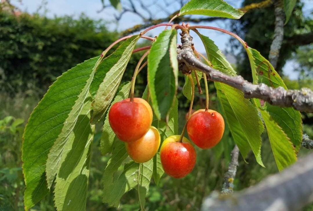 15+ Seeds Rainier Cherry Seeds Prunus Avium Rainier Seeds Fruit Jams ...