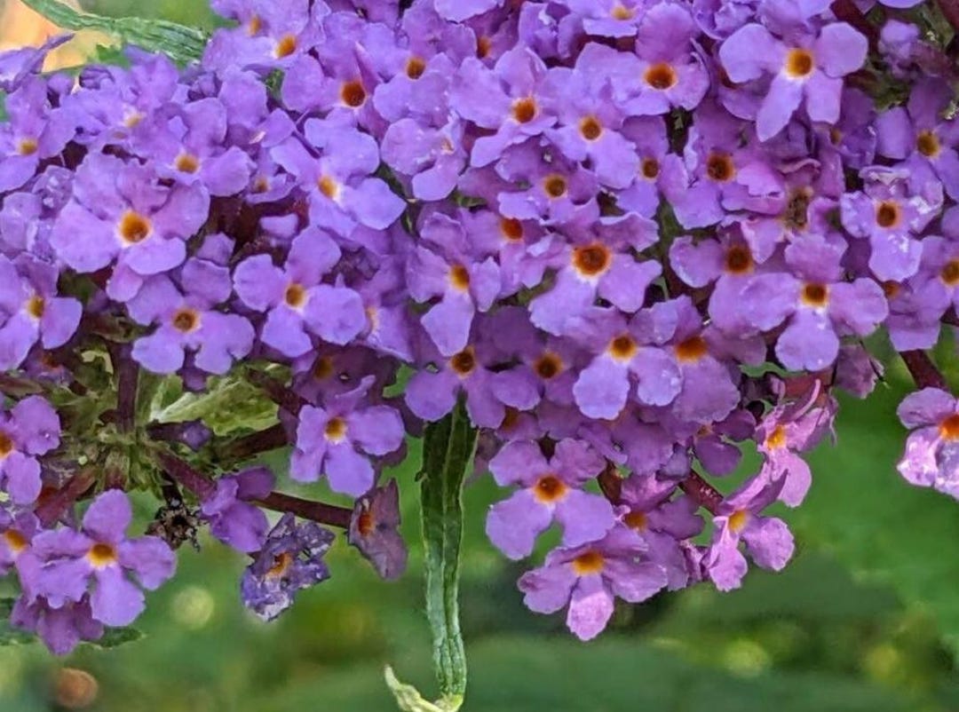 Buddleja Live Plant Butterfly Bush Plant Perennial Shrub Summer Lilac ...
