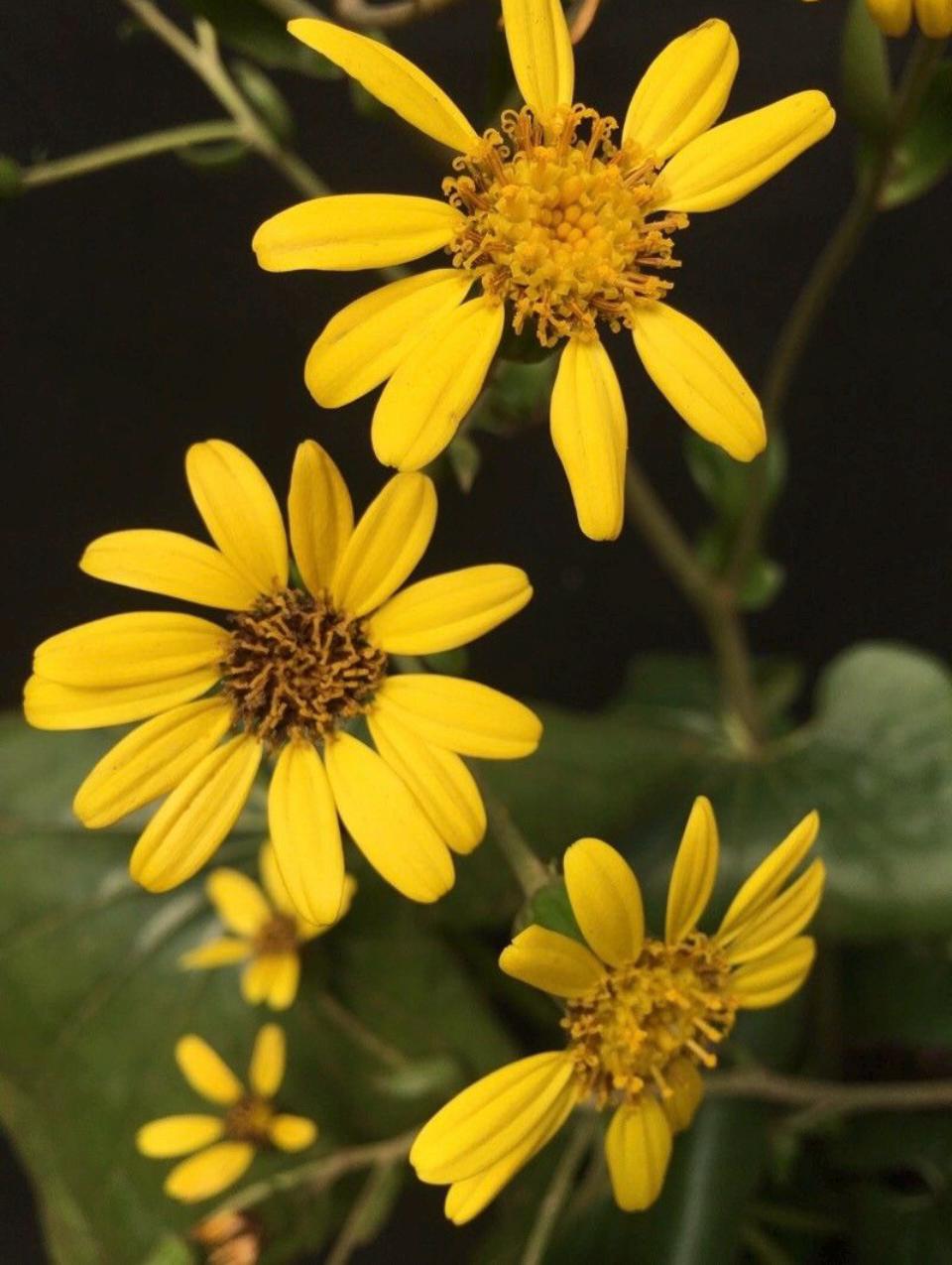 25+ Leopard Plant Seeds Landscaping Plant Seeds Perennial Seeds Cold ...