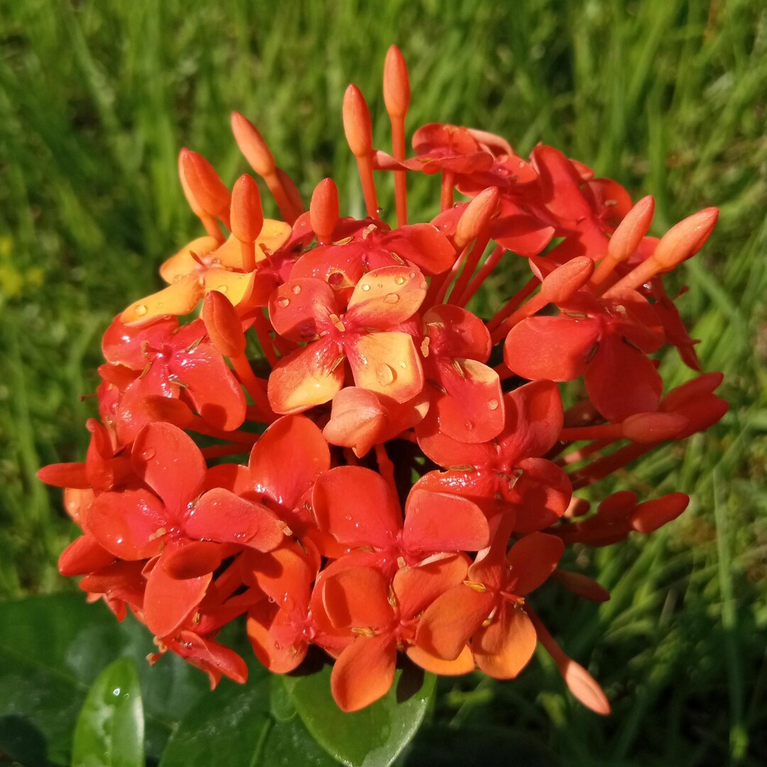 Maui Red Ixora Live Plant Ixora Coccinea Plant Tropical Plant Red Flower Shrub Maui Ixora Red ...