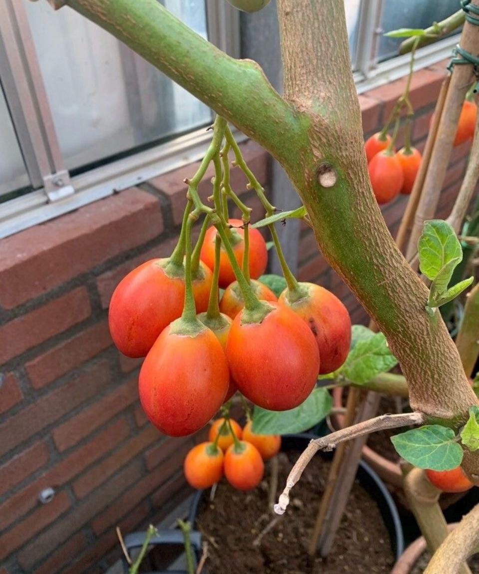 25+ Orange Tree Tomato Seeds Orange Tamarillo Seeds Solanum Betaceum ...
