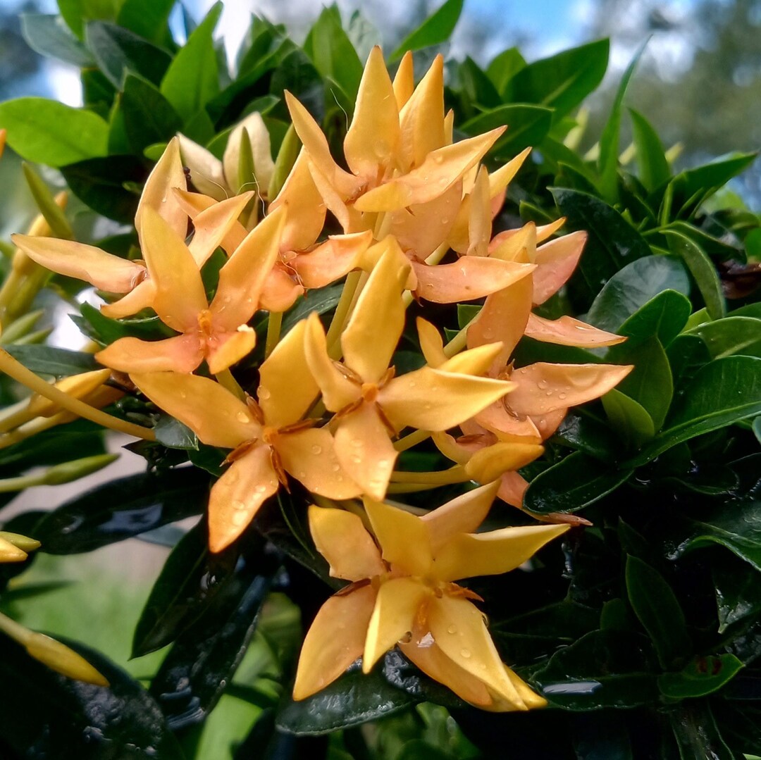 Dwarf Yellow Ixora Live Plant Tropical Flower Plant Flowering Shrub ...