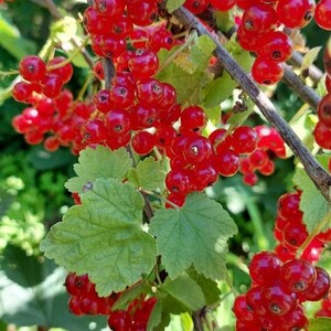Red Currant Seeds Ribes Rubrum Redcurrant Seeds Fruit Jams Fruit ...