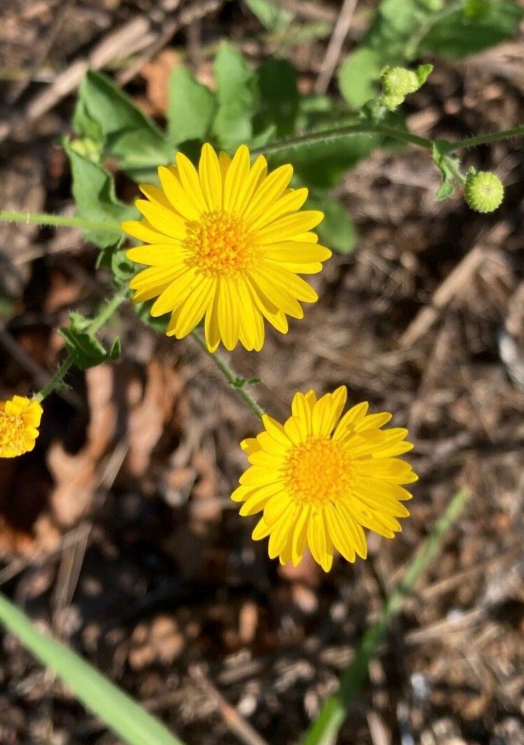 35+ Camphor Daisy Seeds Native Plant Seeds Coastal Garden Coastal ...