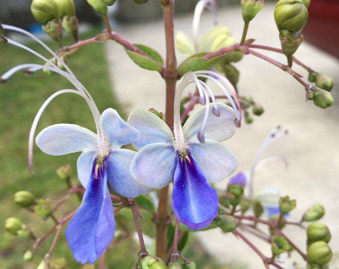 Blue Butterfly Bush Perennial Shrub Live Plant Flowering Plant ...