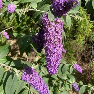 Buddleja Live Plant Butterfly Bush Plant Perennial Shrub Summer Lilac ...