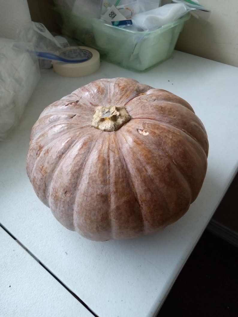 15+ Calabaza Pumpkin Seeds Calabaza Seeds Calabaza Squash Seeds West ...