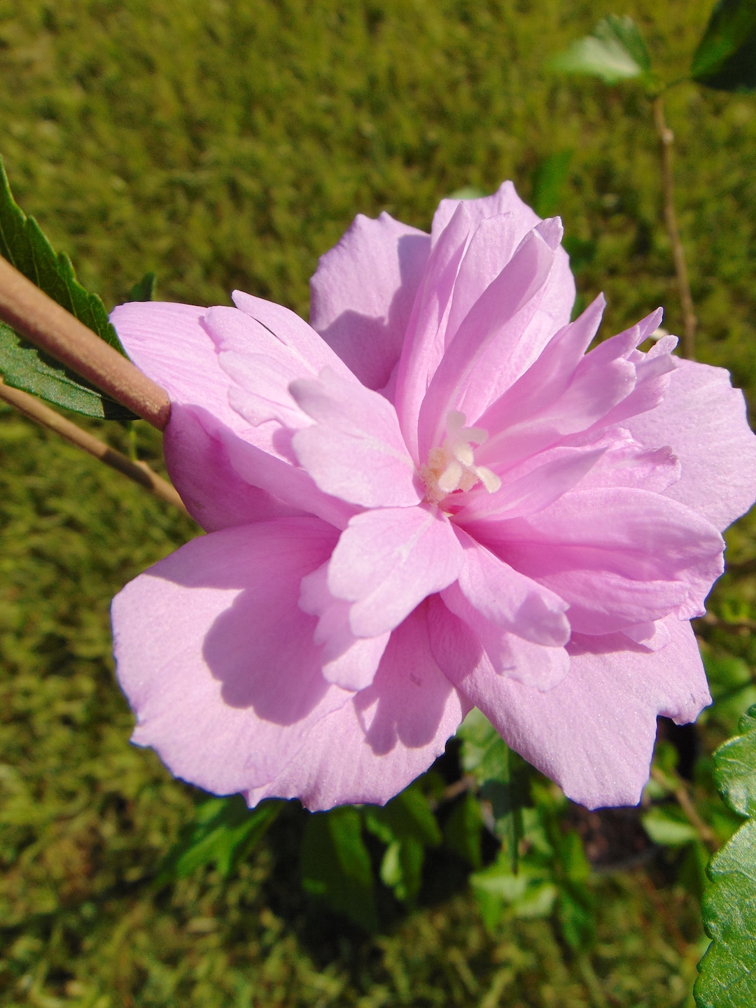 Rose of Sharon Two Live Plants Double Bloomer Flowering Ornamental ...