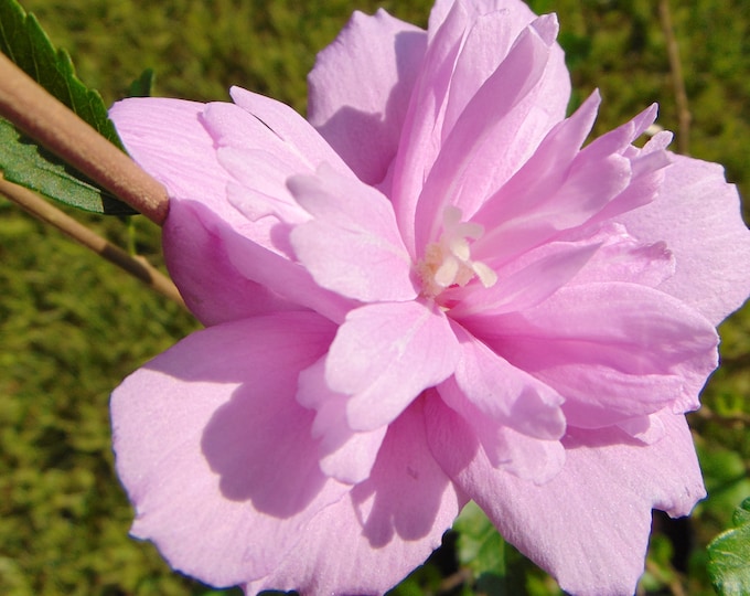 Rose of Sharon Two Live Plants Double Bloomer Flowering Ornamental ...