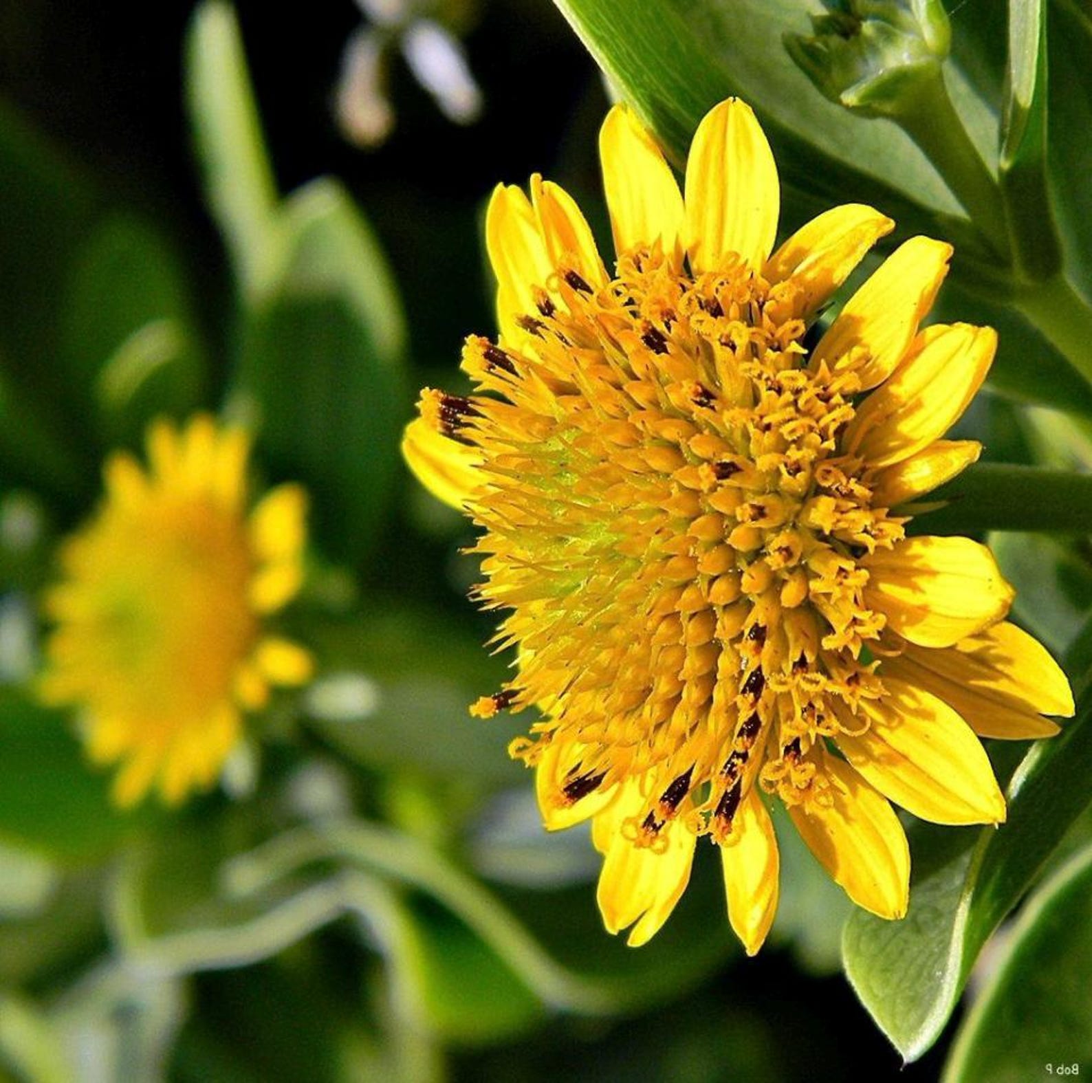 35+ Sea Oxeye Daisy Seeds Native Florida Plant Seeds Florida Wildflower ...