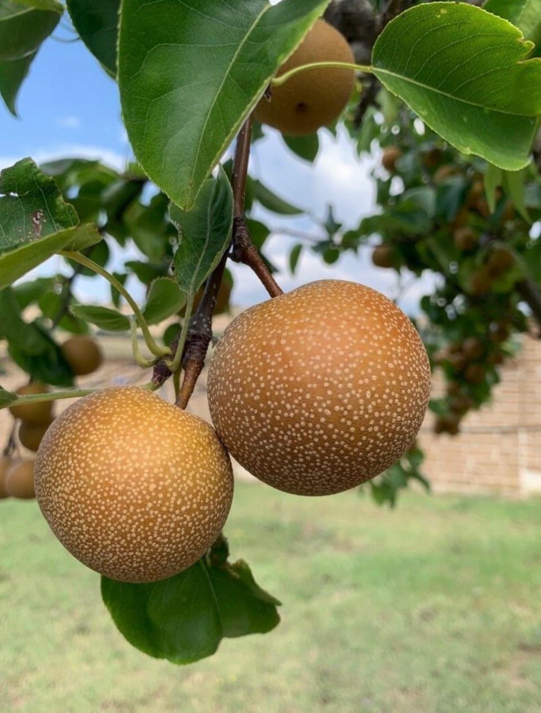 15+ Asian Pear Seeds Korean Pear Seeds Pear Tree Seeds Fruit Tree Apple ...