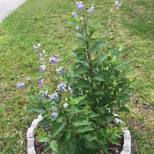 Blue Butterfly Bush Perennial Shrub Live Plant Flowering Plant ...