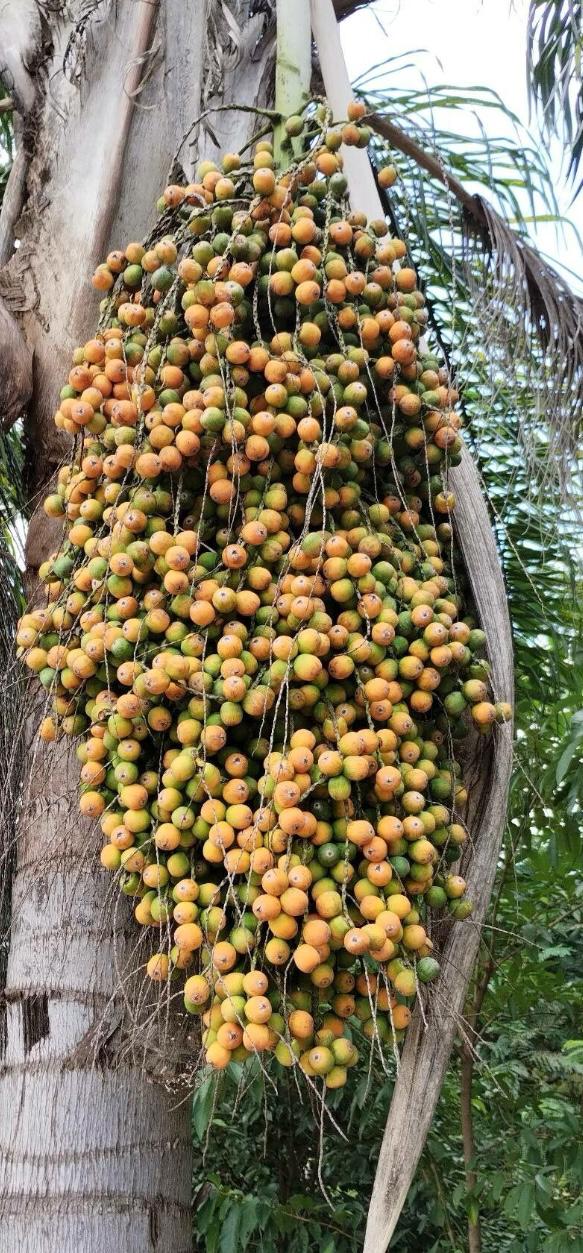 20+ Queen Palm Seeds Palm Fruit Seeds Palm Tree Seeds Gift for Gardener ...