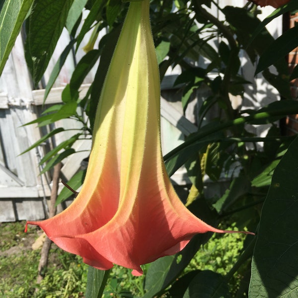 Angel Trumpet - Etsy