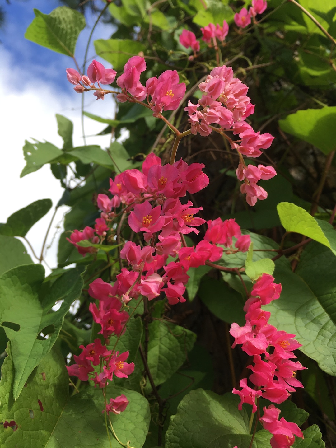 Pink Coral Vine 50 Seeds Queen's Wreath Edible Plant Antigonon Leptopus ...