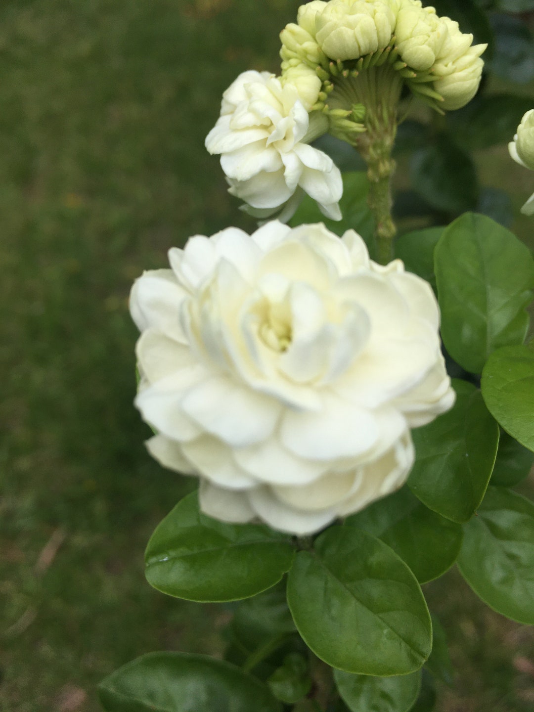 Arabian Jasmine Flower Sambac Live Plant Flower Aromatic Flower ...