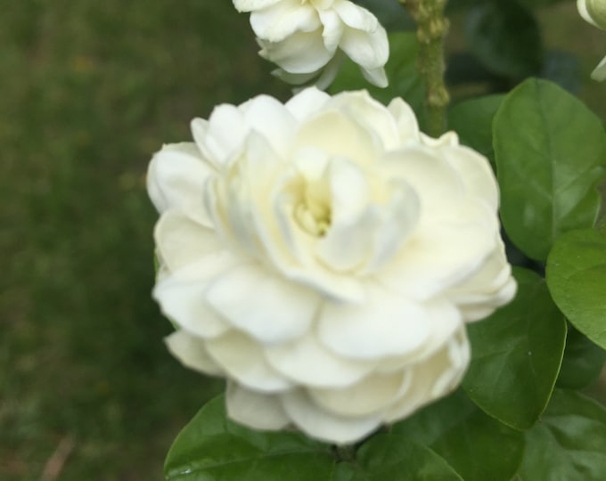 Arabian Jasmine Flower Sambac Live Plant Flower Aromatic Flower ...