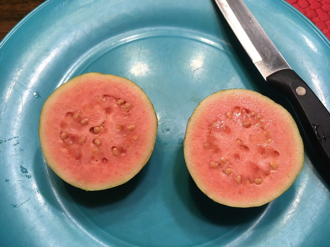 20+ Pink Guava Seeds Edible Plant Seeds Medicinal Plant Tropical Fruit ...