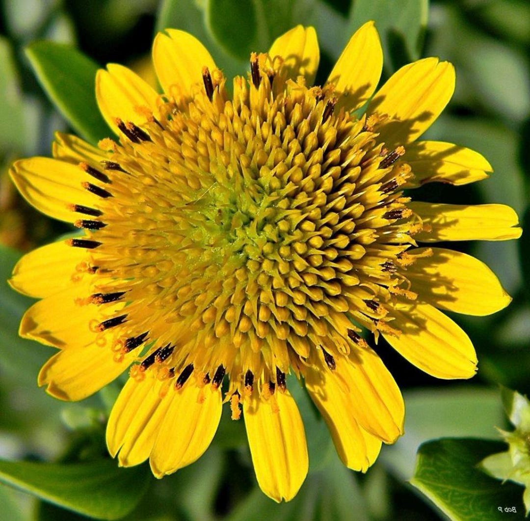 20+ Sea Oxeye Daisy Seeds Native Florida Plant Seeds Florida Wildflower ...