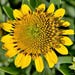 35+ Sea Oxeye Daisy Seeds Native Florida Plant Seeds Florida Wildflower ...