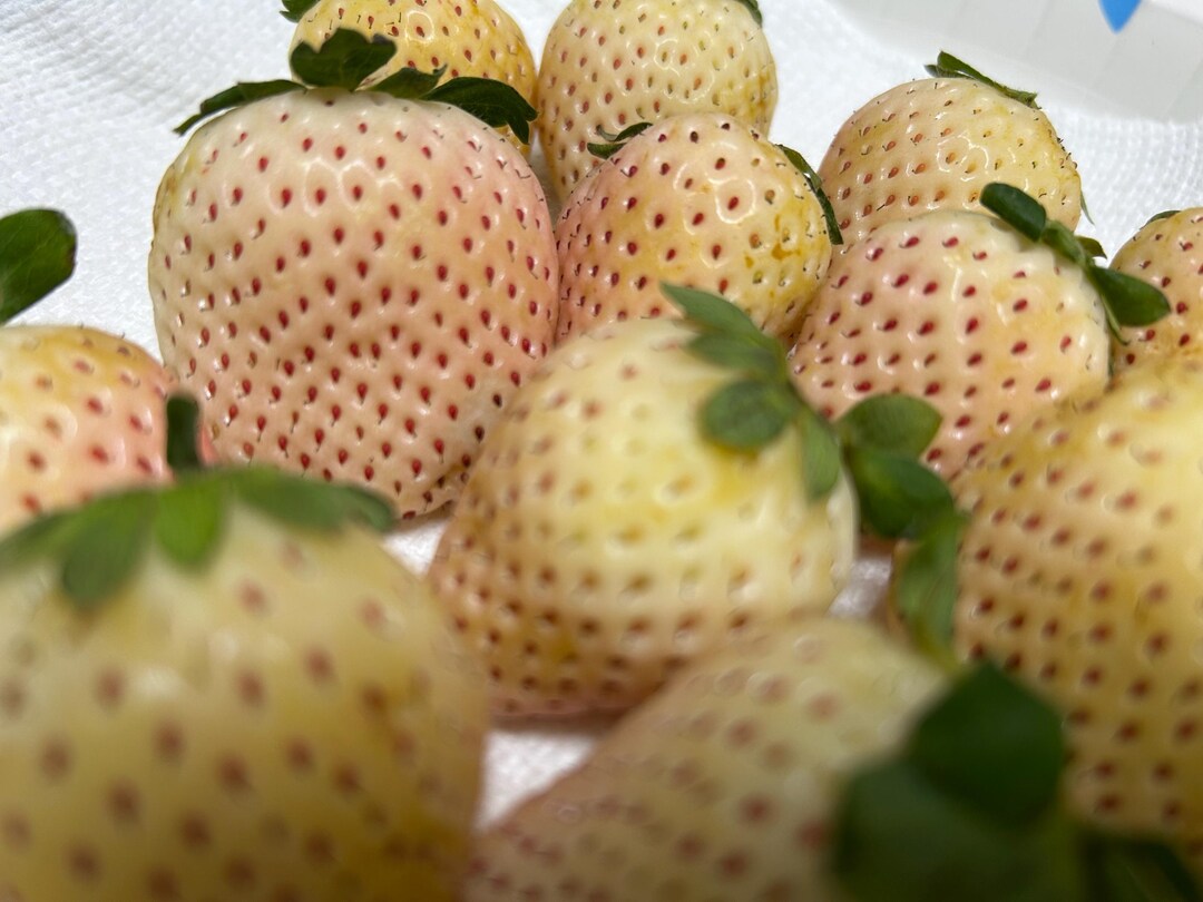 35+ Pineberry Seeds White Strawberry Seeds Hula Berry Seeds Hybrid ...
