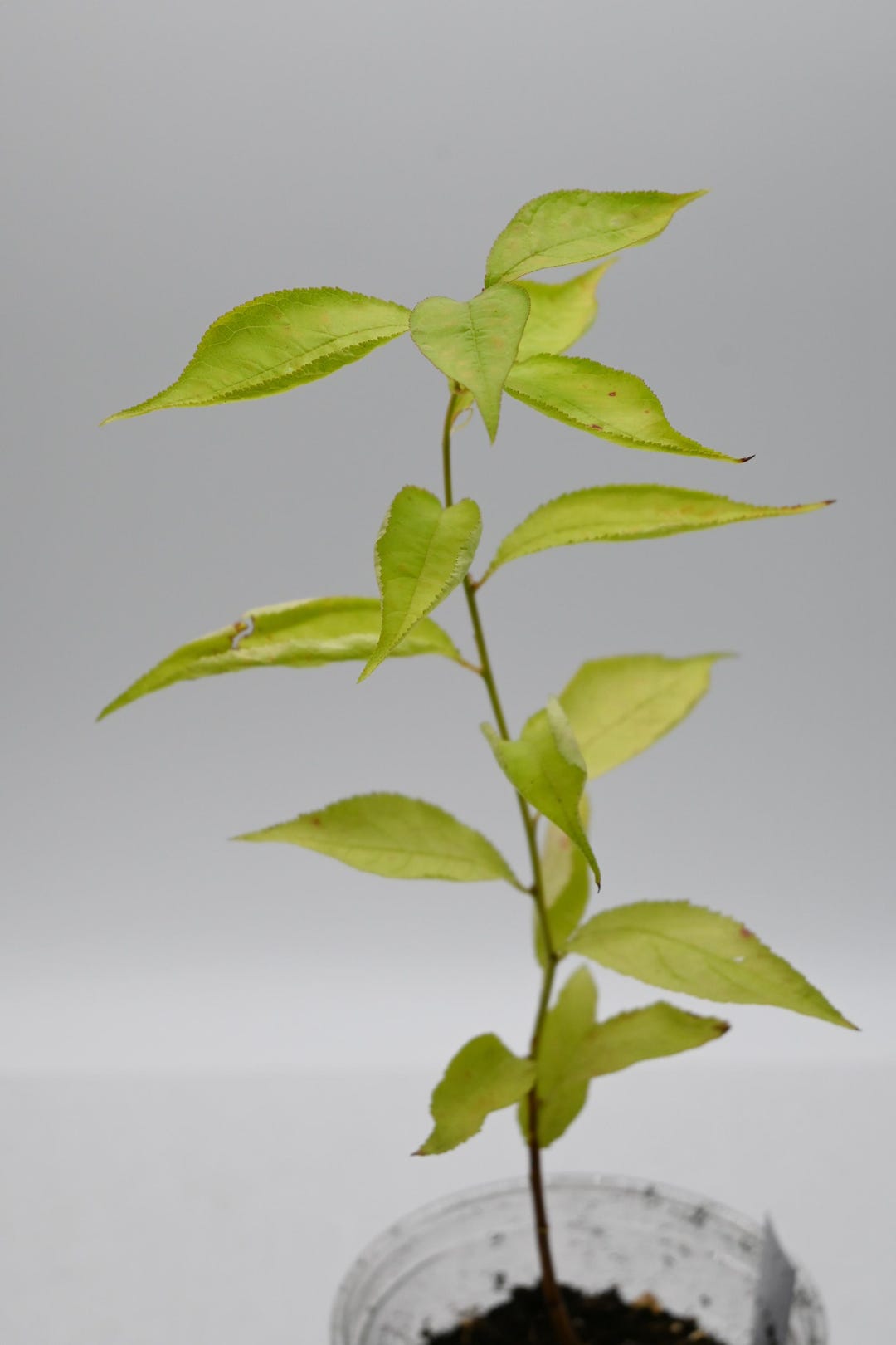 Aprium Live Plant Apricot Plum Hybrid Plant Stone Fruit Tree Cold Hardy ...