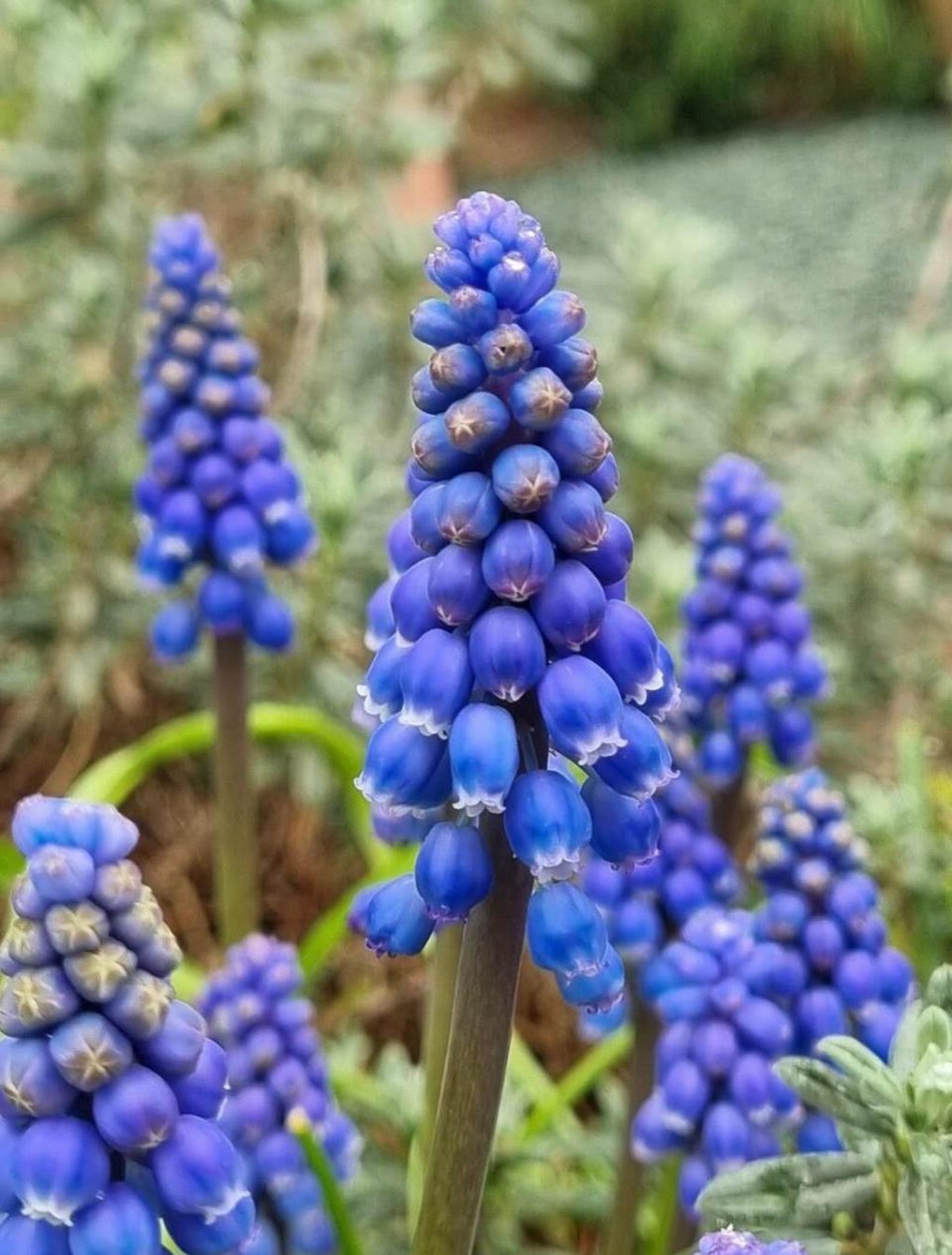 15+ Italian Grape Hyacinth Seeds Bulbous Perennial Plant Seeds Flowers ...