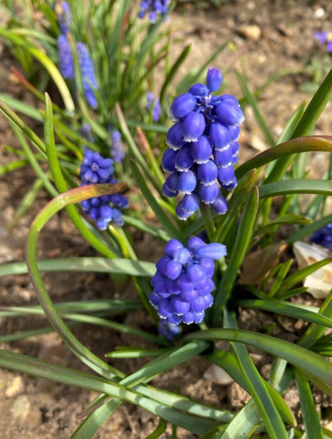 15+ Italian Grape Hyacinth Seeds Bulbous Perennial Plant Seeds Flowers ...