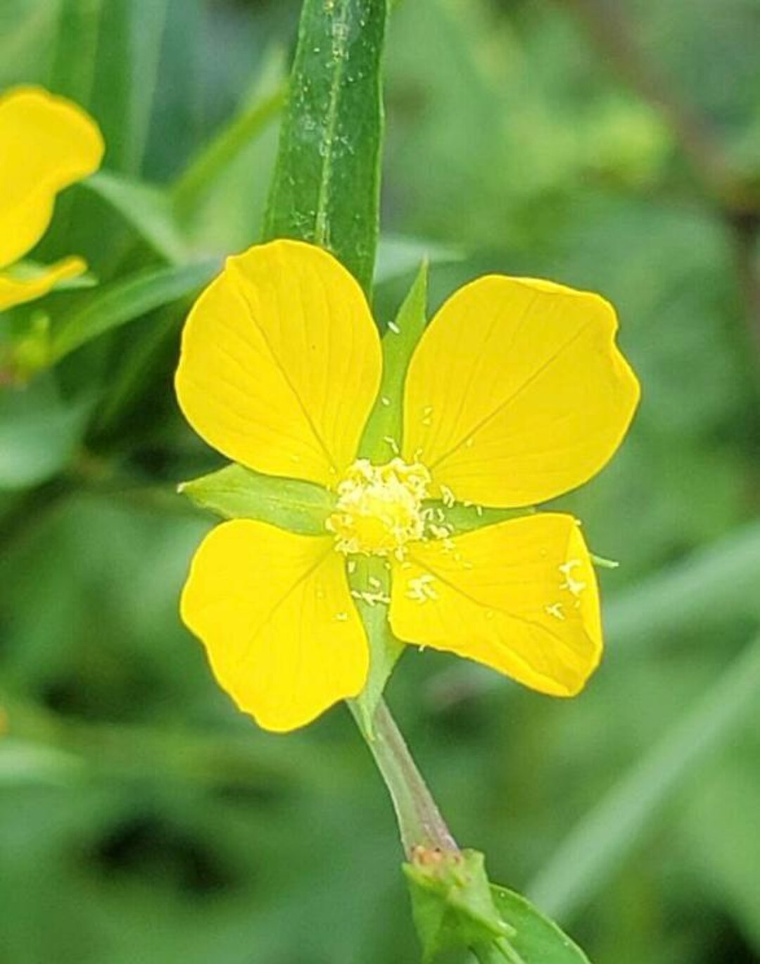 50+ Evening Primrose Seeds Seedbox Ludwigia Seeds Native Plant Seeds ...