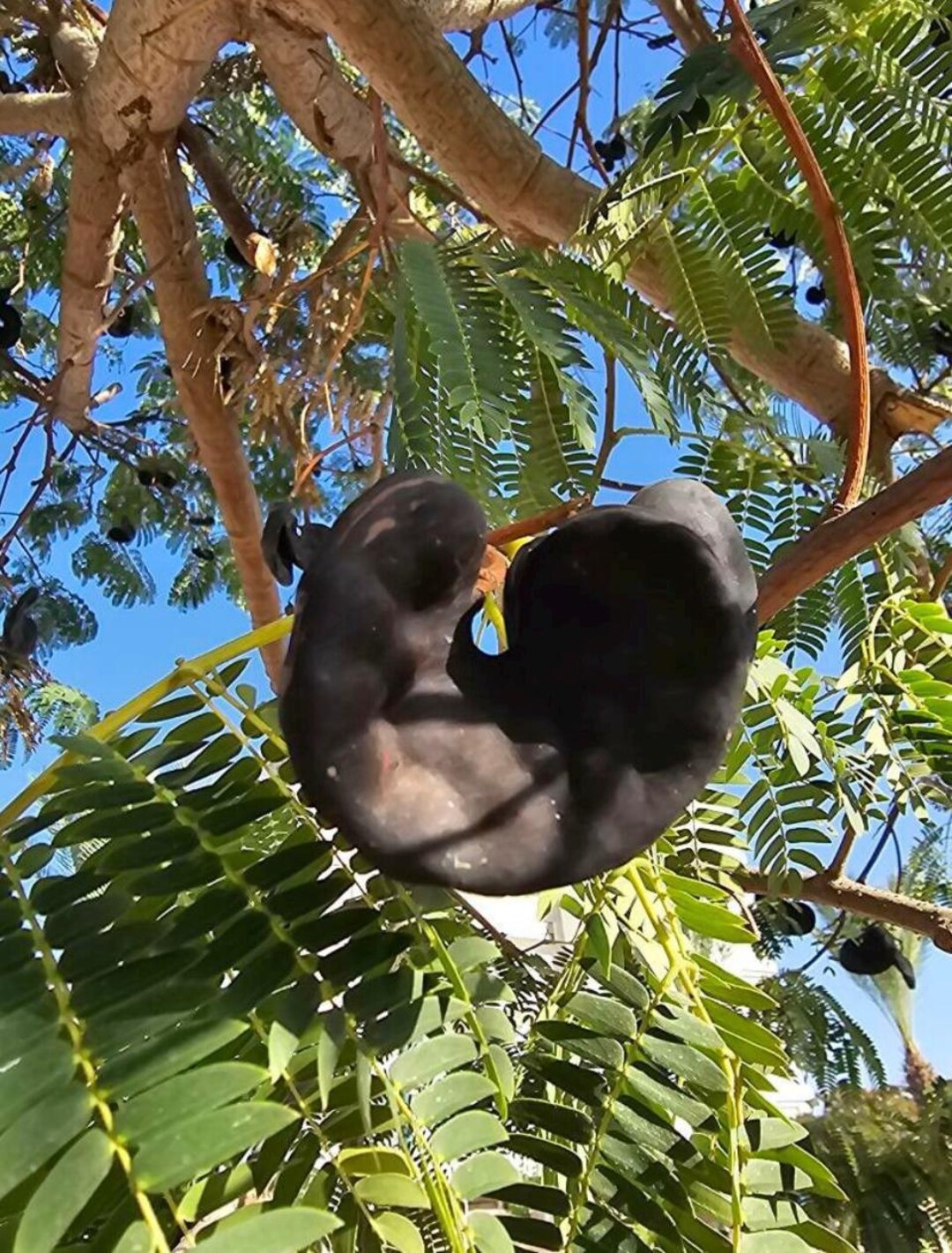 15+ Pacara Earpod Tree Seeds Exotic Tropical Tree Seeds Enterolobium ...