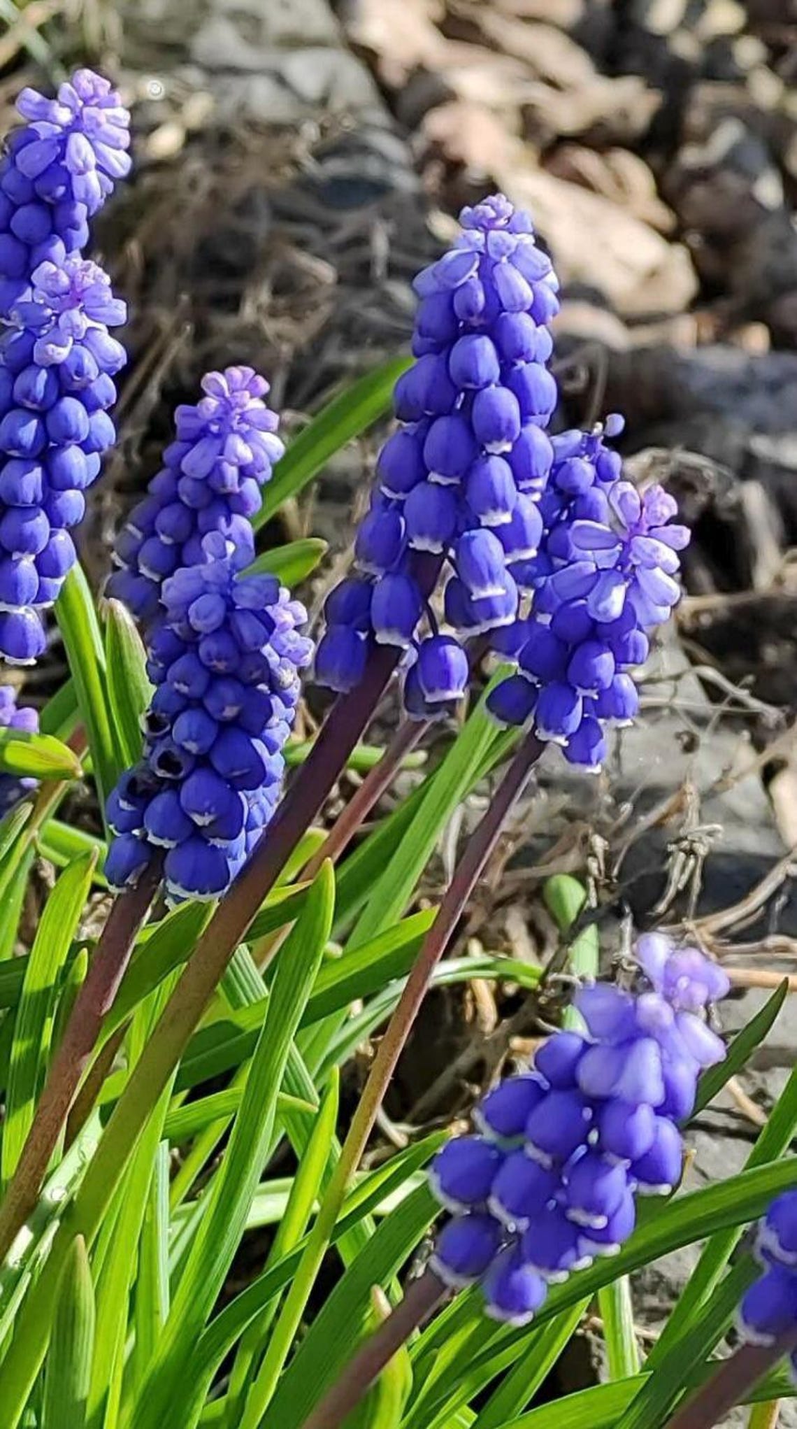 15+ Italian Grape Hyacinth Seeds Bulbous Perennial Plant Seeds Flowers ...