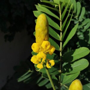 Candlestick Plant Live Plant Senna Alata Candle Bush Yellow Flower ...