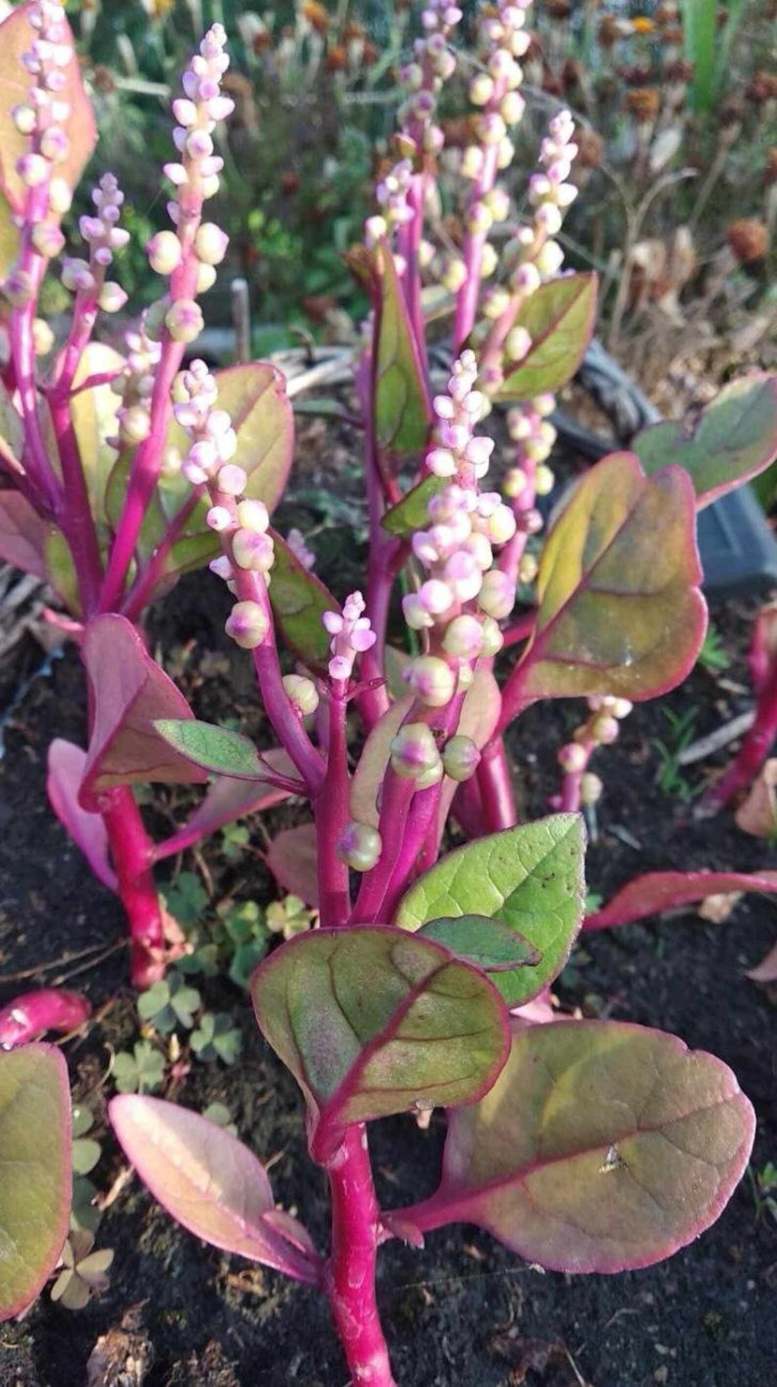 20+ Malabar Spinach Seeds Red Stem Indian Spinach Seeds Climbing Plant ...