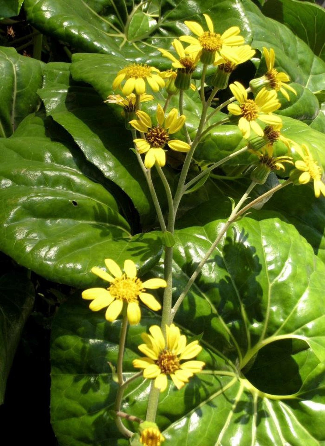 25+ Leopard Plant Seeds Landscaping Plant Seeds Perennial Seeds Cold ...