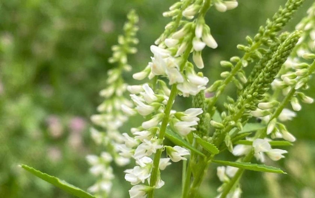 50+ White Sweet Clover Seeds White Sweetclover Seeds Wildflower Seeds ...