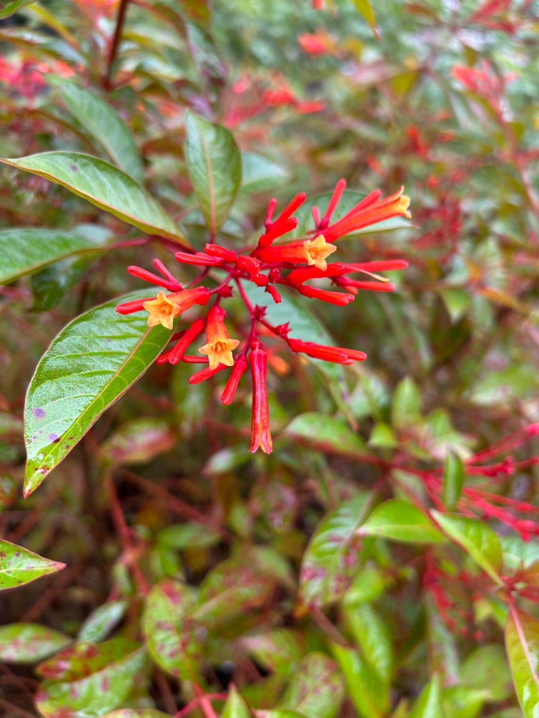 50+ Firebush Seeds Hummingbird Bush Seeds Perennial Shrub Seeds Hamelia ...