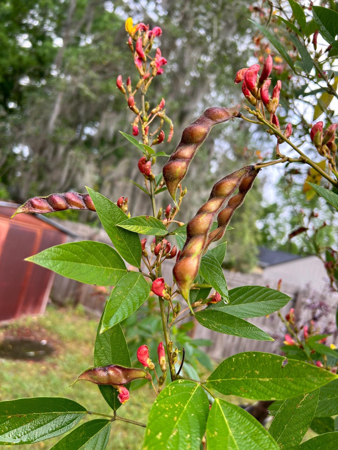 60+ Pigeon Pea Seeds Perennial Plant Seeds Perennial Shrub Seeds ...