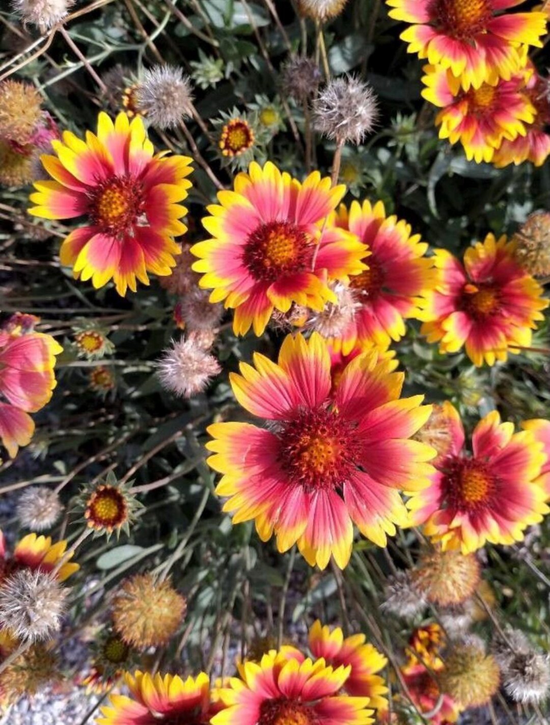 50+ Gaillardia Seeds Blanket Flower Seeds Perennial Plant Seeds ...