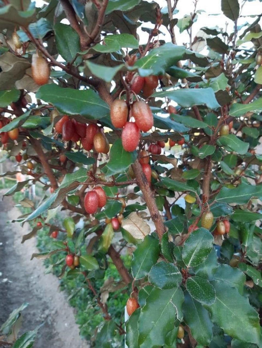 15+ Ebbings Silverberry Seeds Edible Fruit Seeds Elaeagnus Seeds Cold ...